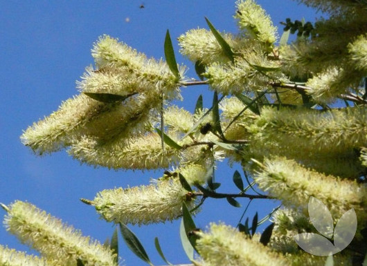Callistemon pallidus 'Candelabra' - Lemon Bottlebrush Tree - Trees ...