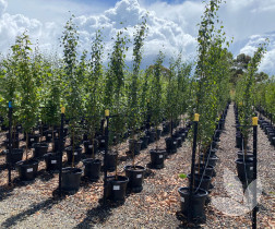 Betula pendula fastigiata | A popular Birch tree for narrow spaces ...