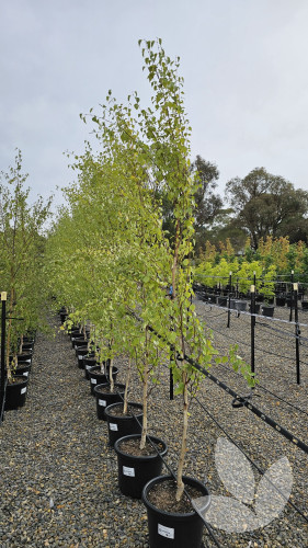 Betula pendula fastigiata | A popular Birch tree for narrow spaces ...