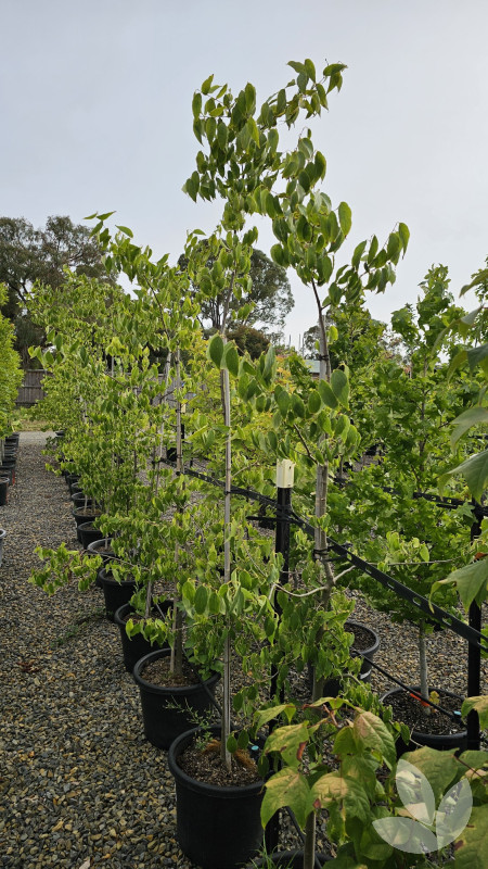 Celtis australis - European Nettle Tree, Mediterranean Hackberry Tree ...