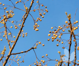 Melia azedarach - White Cedar Tree, China Berry Tree - Trees ...