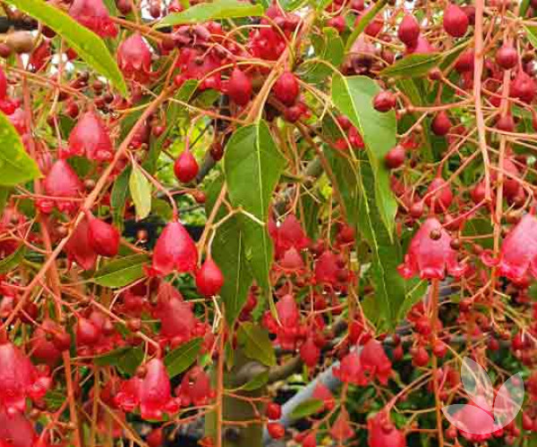 Speciality Trees - Buy premium quality advanced landscaping trees melbourne