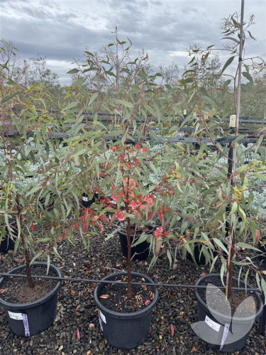 Eucalyptus torquata - A Beautiful Australian Native Tree - Speciality Trees