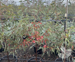 Eucalyptus torquata - A Beautiful Australian Native Tree - Speciality Trees