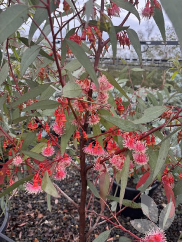 Eucalyptus torquata - A Beautiful Australian Native Tree - Speciality Trees