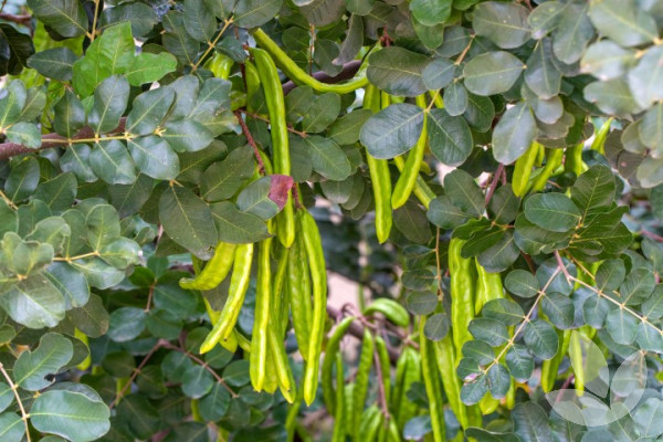 Ceratinia siliqua | Carob Tree - Speciality Trees