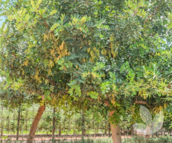 Ceratinia siliqua | Carob Tree - Speciality Trees