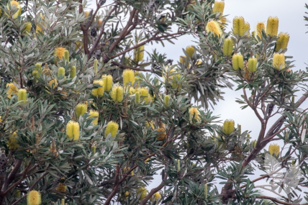 Banksia integrifolia - Coastal Banksia - Speciality Trees