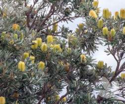 Banksia integrifolia 'Sentinel' - Speciality Trees