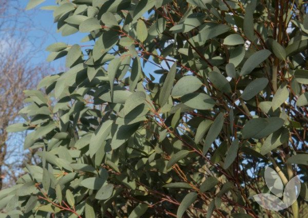 Snow Gum Eucalyptus pauciflora subsp. niphophila - Speciality Trees