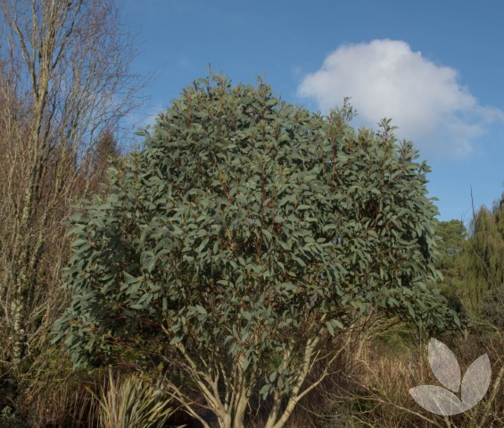 Snow Gum Eucalyptus pauciflora subsp. niphophila - Speciality Trees