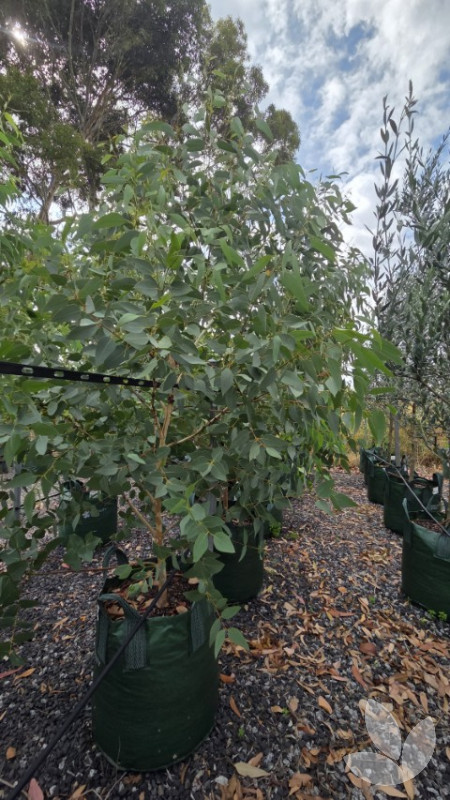 Eucalyptus leucoxylon 'Euky Dwarf' - Dwarf Yellow Gum Tree - Trees ...