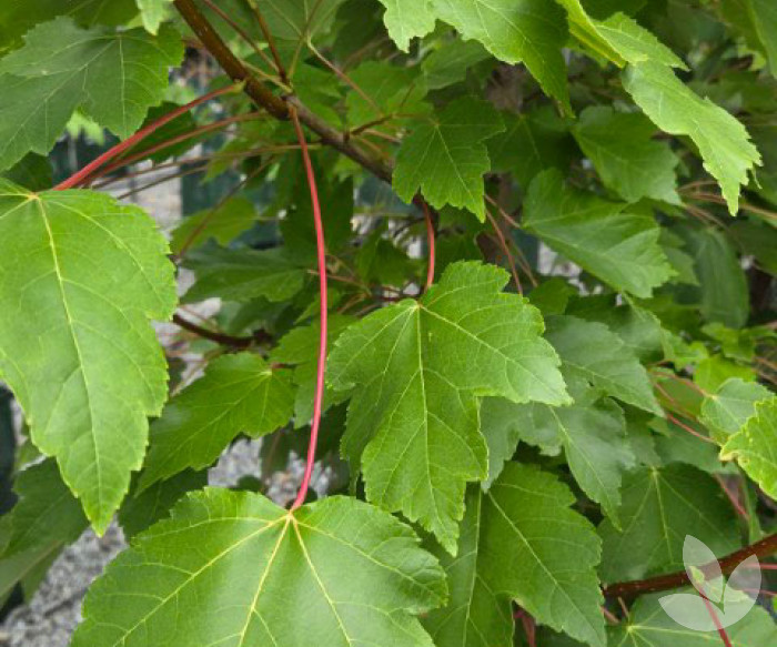 A great feature tree | Acer rubrum 'Autumn Red' - Blog - Speciality Trees