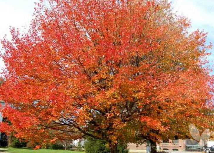 Acer rubrum 'Autumn Red' - Blog - Speciality Trees