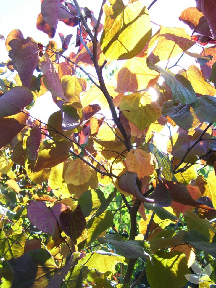 Speciality Trees for deciduous stock! - Blog - Speciality Trees