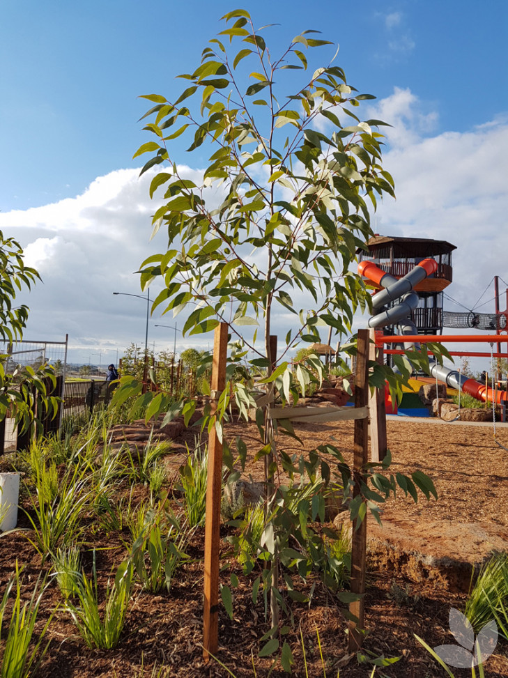 Woodlea - A new era of suburban living. - Blog - Speciality Trees