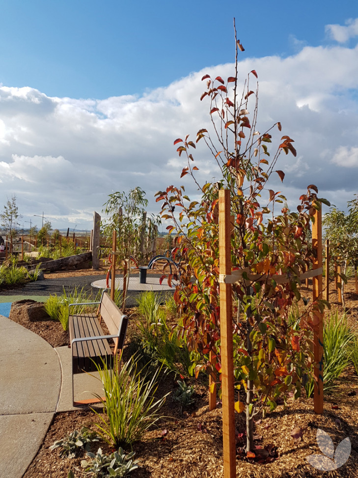 Woodlea - A new era of suburban living. - Blog - Speciality Trees