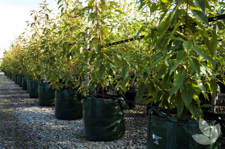 Standards - About Us - Speciality Trees