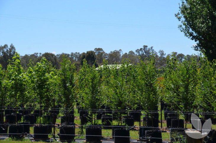 Benalla makes it 3 sites for Speciality Trees - Blog - Speciality Trees