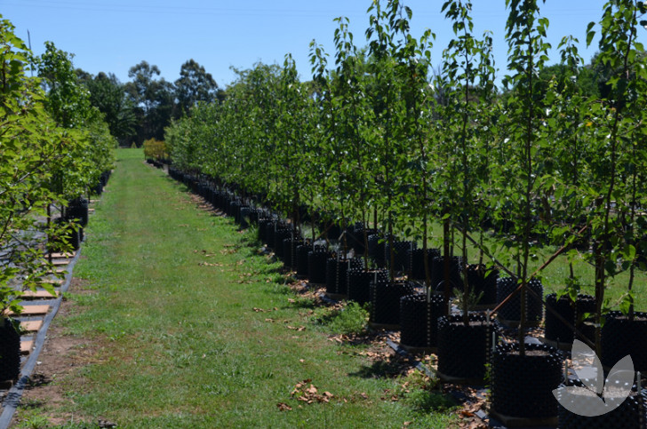 Benalla makes it 3 sites for Speciality Trees - Blog - Speciality Trees