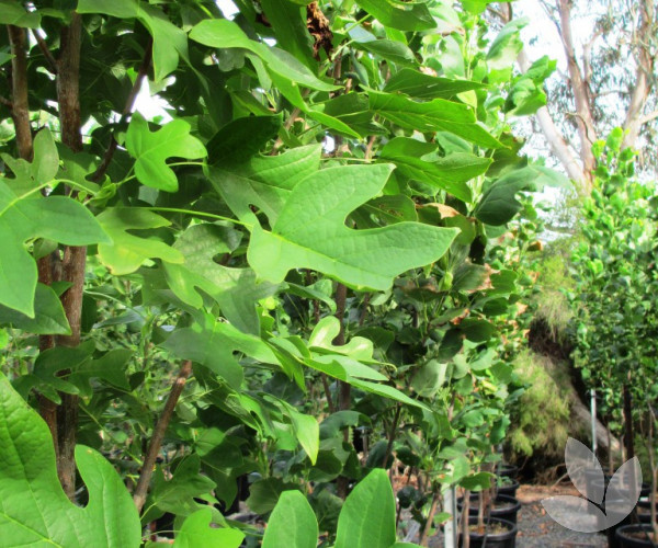 Liriodendron Tulipifera Fastigiata Liriodendron Tulipifera