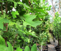 Fastigiate - Form - Trees - Speciality Trees