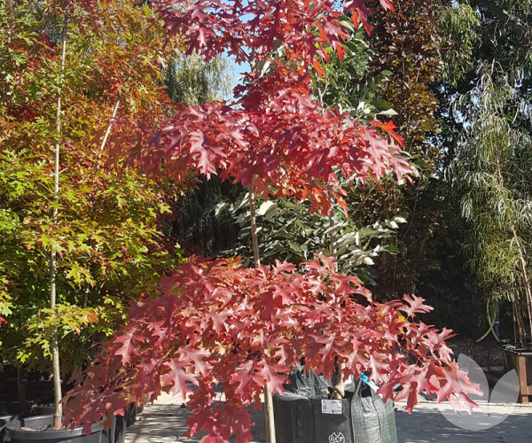 Quercus coccinea - Scarlet Oak Tree - Trees - Speciality Trees