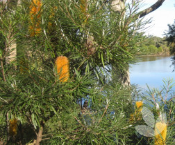 Banksia integrifolia fastigiata 'Sentinel™' – Trees - Speciality Trees
