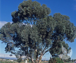 Eucalyptus - Genus – Trees - Speciality Trees