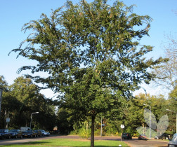 Ulmus procera - English Elm – Trees - Speciality Trees