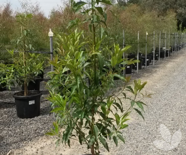 Lophostemon confertus 'ST2' - Compact Queensland Brush Box (Tree ...