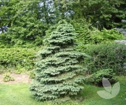 Picea - Genus – Trees - Speciality Trees