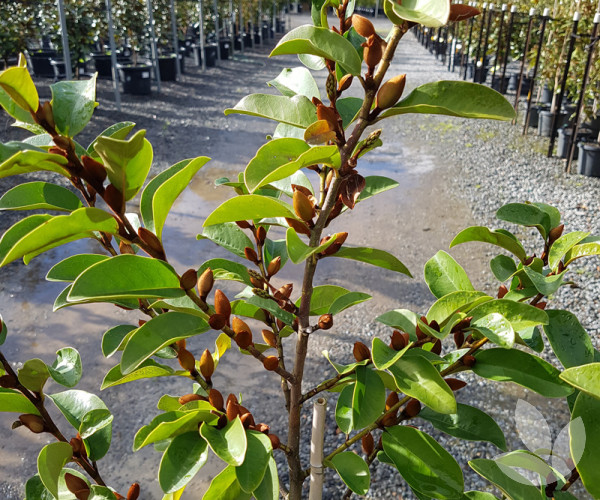 Magnolia (syn. Michelia) laevifolia 'PARCIND' Cinderella ™ - Cinderella ...