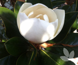 Magnolia grandiflora 'Sweet Spire' – Trees - Speciality Trees