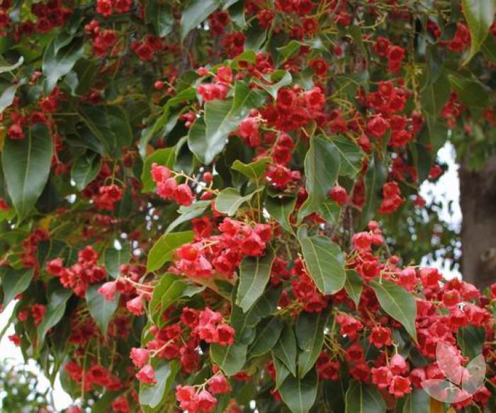 Glorious Brachychiton - Tree Selections - Tree Selections - Speciality ...