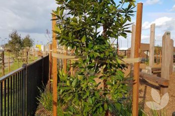 Tree Selections 5 - Speciality Trees