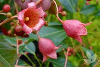 Brachychiton populneus x acerifolius 'Bella Pink' – Trees - Speciality ...