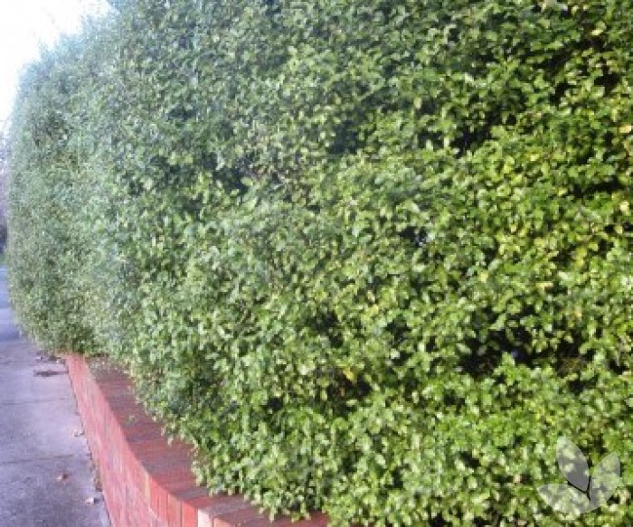 Selection, spacing & planting tips to help you hedge - Tree Selections ...