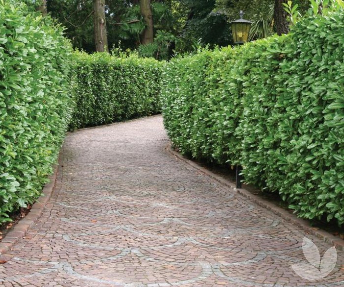 Pittosporum Tenuifolium Hedge